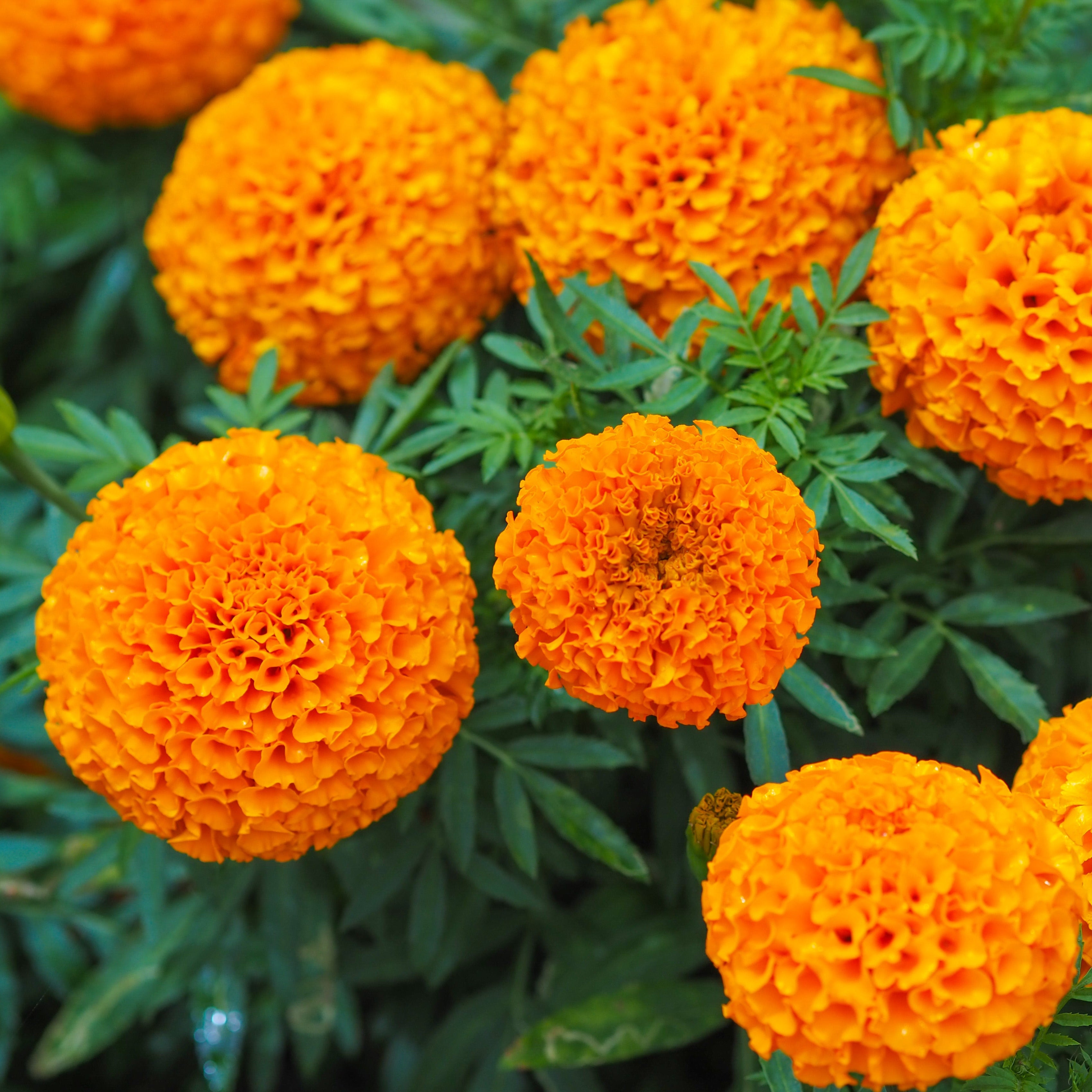 African Marigold Kanduk Orange – korrelseeds