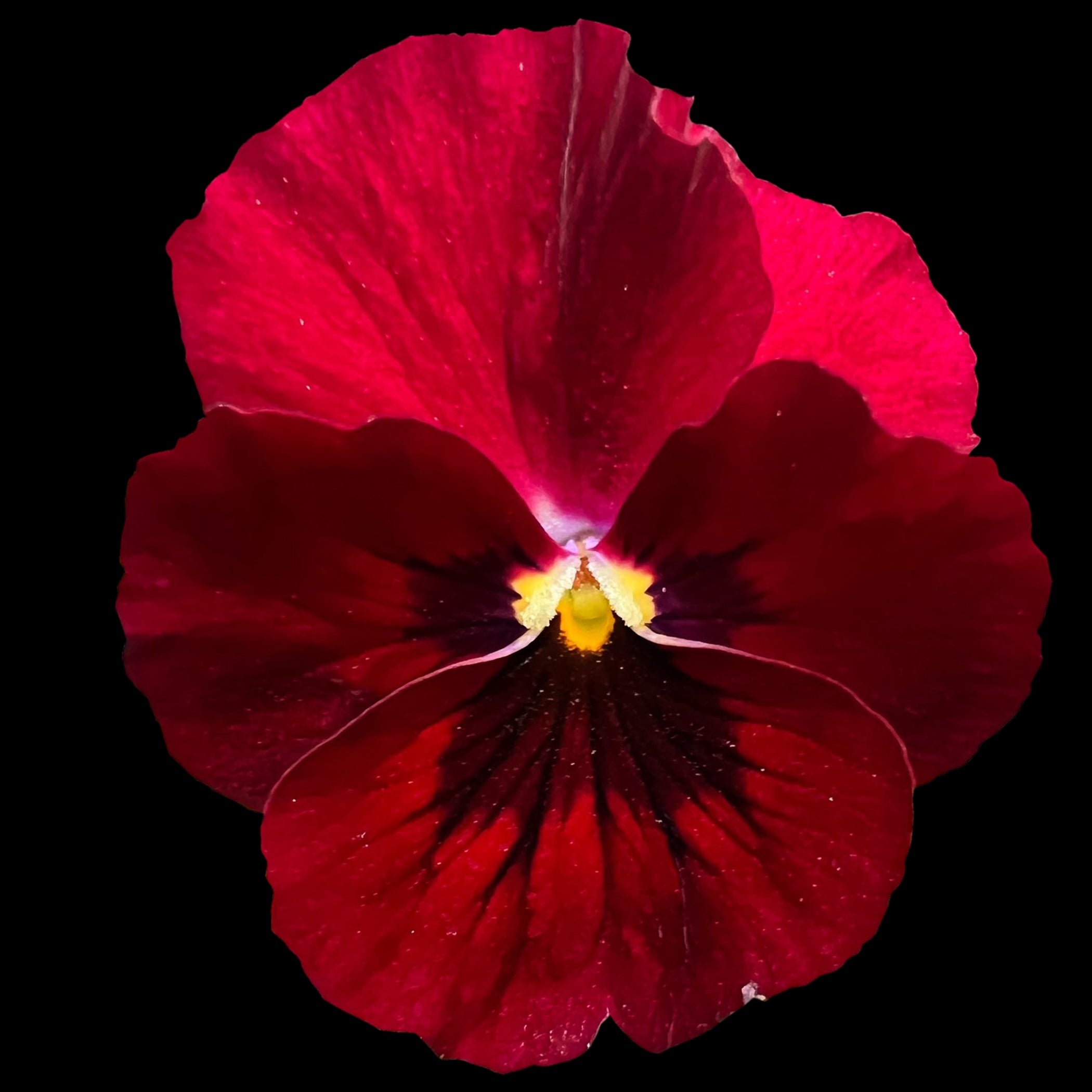 Pansy Giant Panda Red with Blotch – korrelseeds