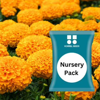 Buy Premium Seeds | Seed Store | Wholesale Seeds Suppliers – korrelseeds